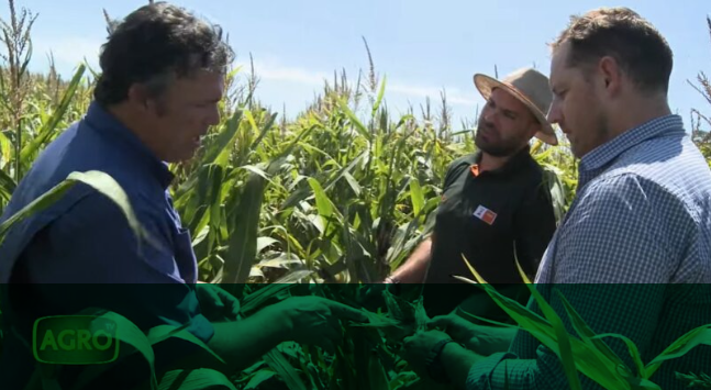 Carbón de la Panoja del maíz - AgroPro