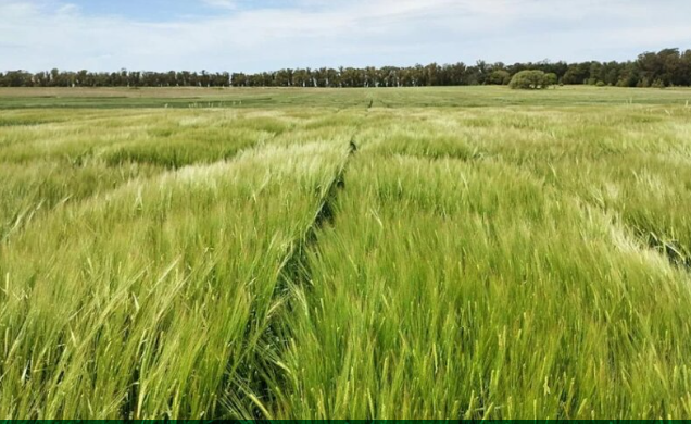 Evaluación de cultivares de cebada cervecera - AgroPro