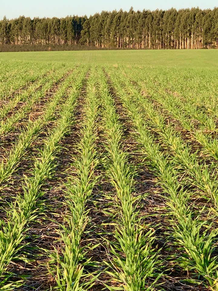 Claves del éxito en los países líderes de la producción agropecuaria - AgroPro